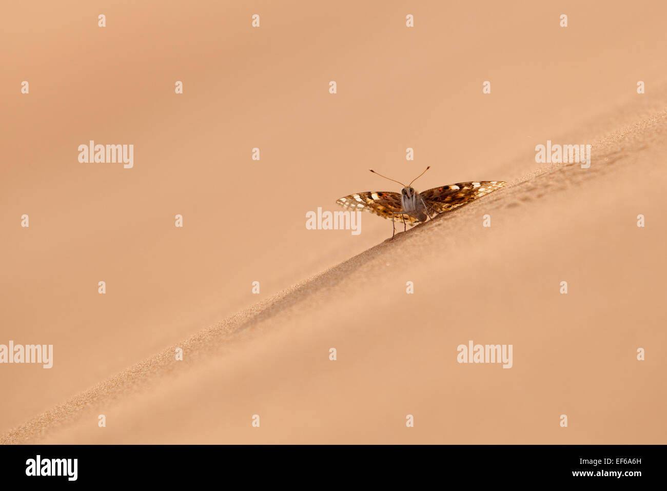 Desert Butterfly having a rest at sand dune Arab desert Stock Photo - Alamy