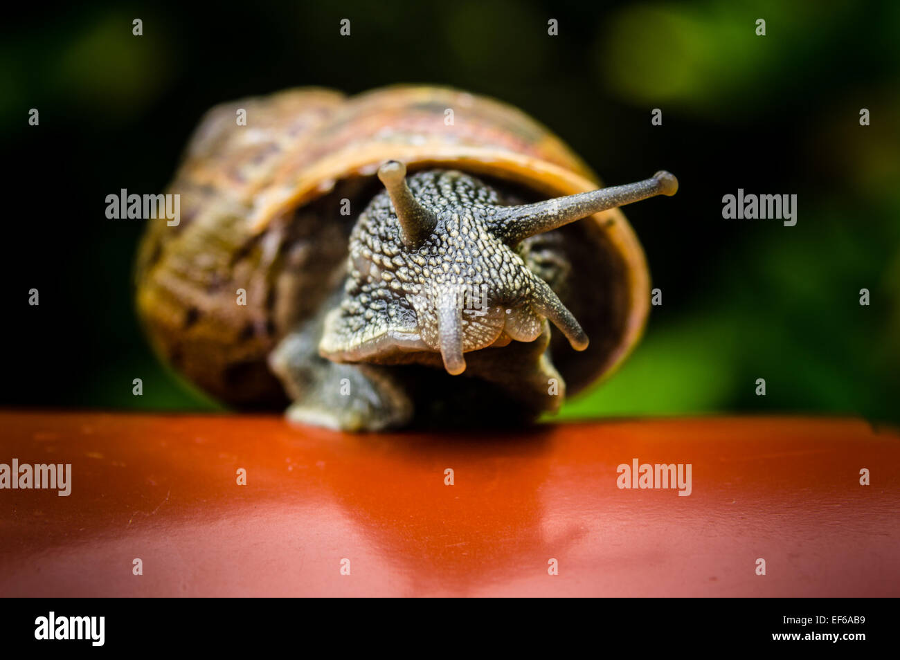 Plastic snail hi-res stock photography and images - Alamy