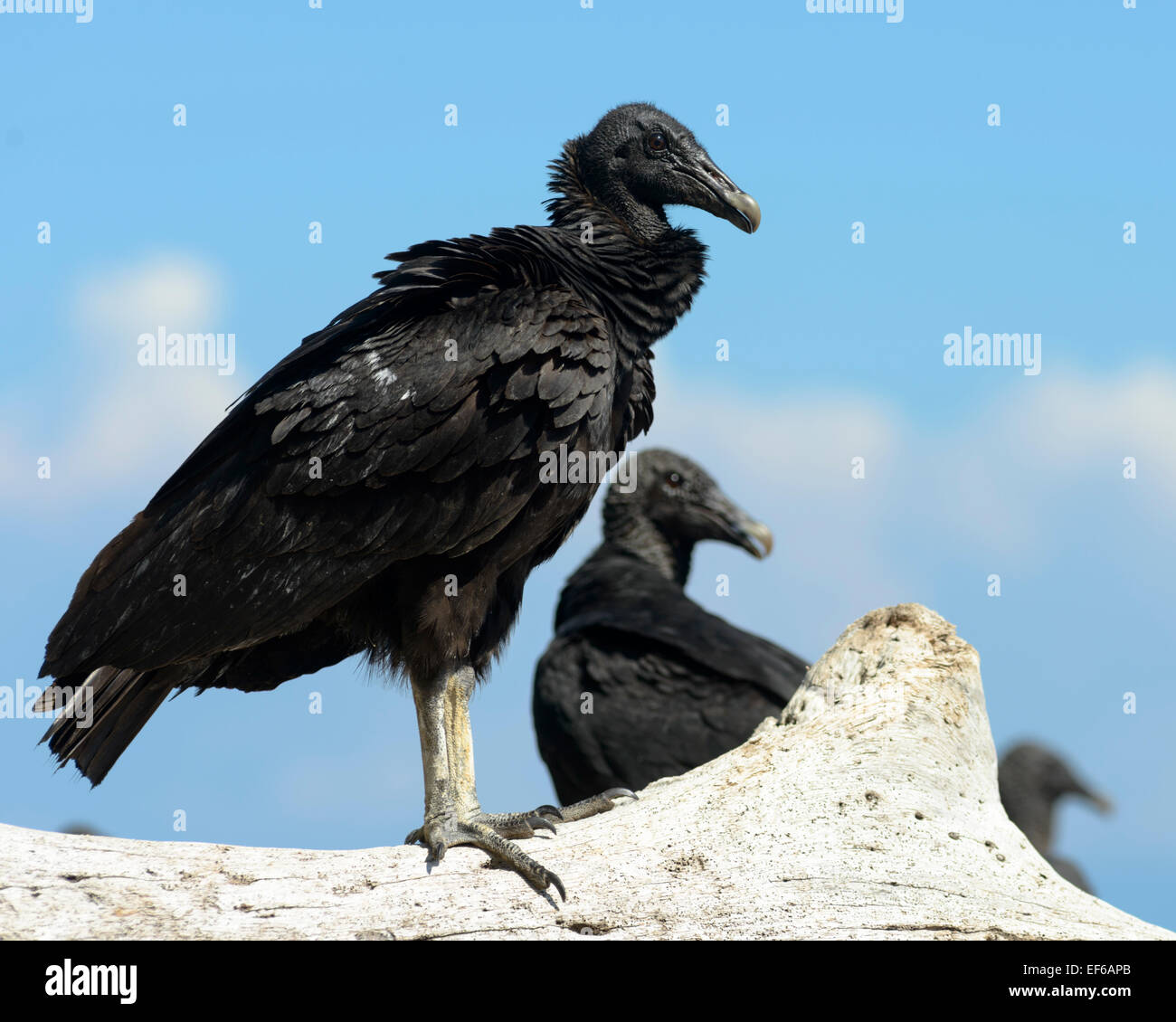 Vultures costa rica hi-res stock photography and images - Alamy