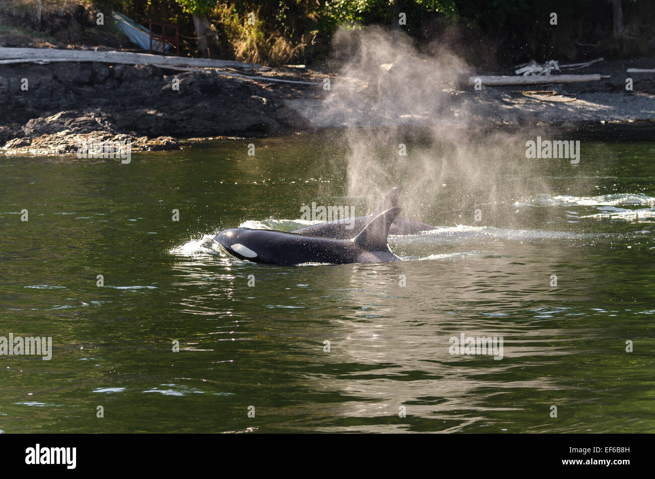 Whale blowing spray hi-res stock photography and images - Alamy
