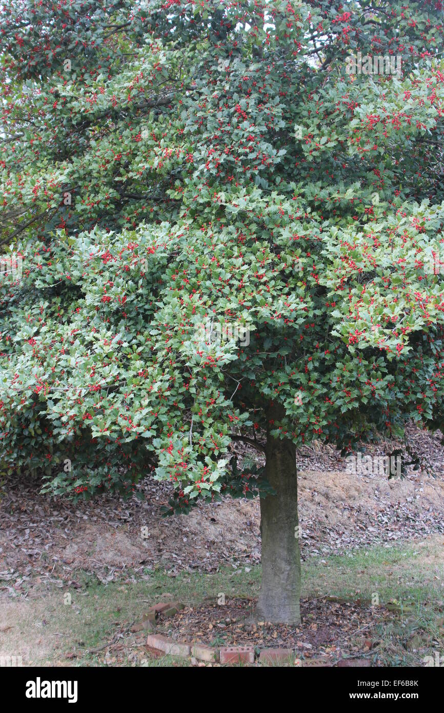 American holly tree with bright red berries Stock Photo - Alamy