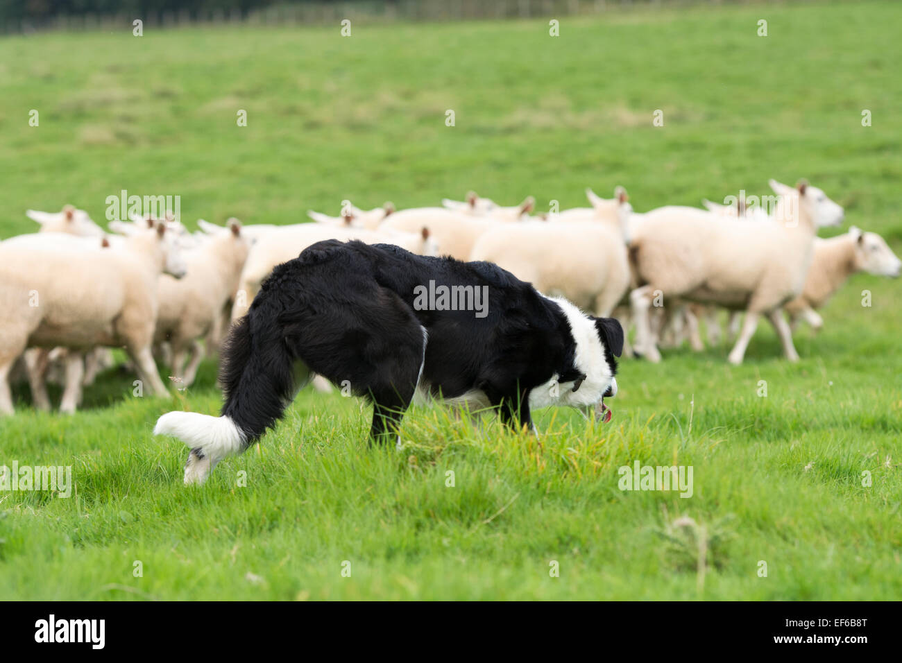Border Collie sheepdog working a flock of sheep, Cumbria, UK Stock ...