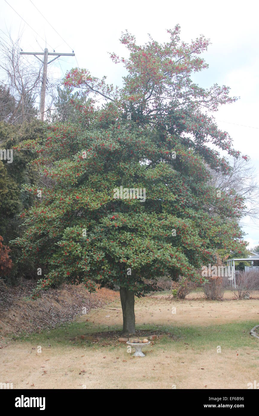 American holly tree with bright red berries Stock Photo - Alamy