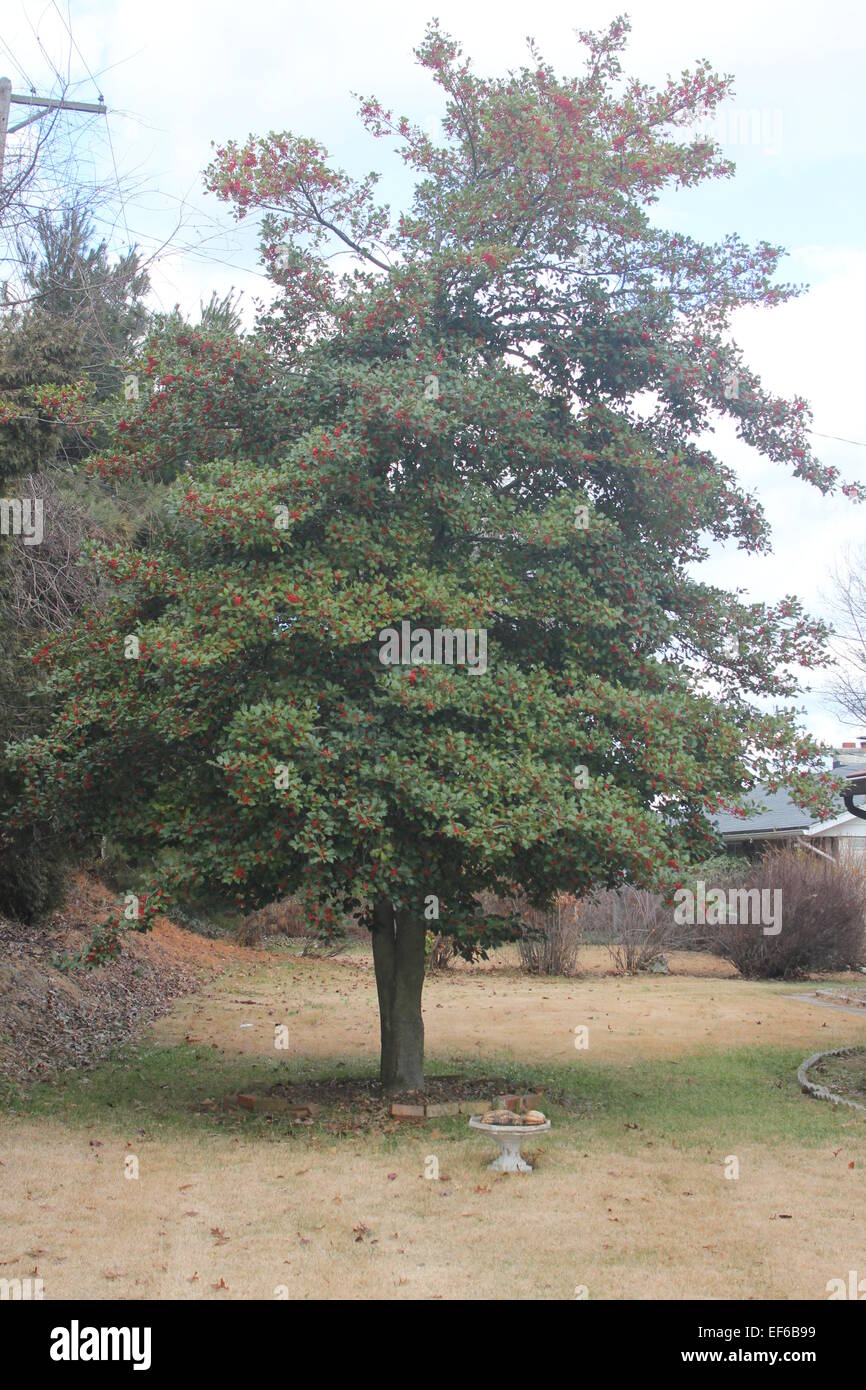 American holly tree with bright red berries Stock Photo - Alamy