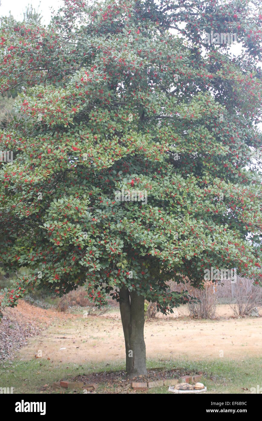 American holly tree with bright red berries Stock Photo - Alamy