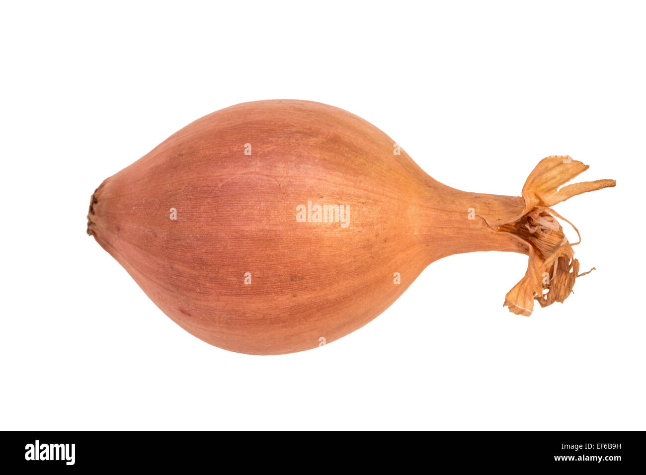 Closeup of a whole shallot, isolated on white background Stock Photo ...