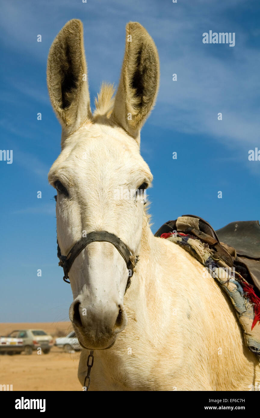 Donkey portrait hi-res stock photography and images - Alamy