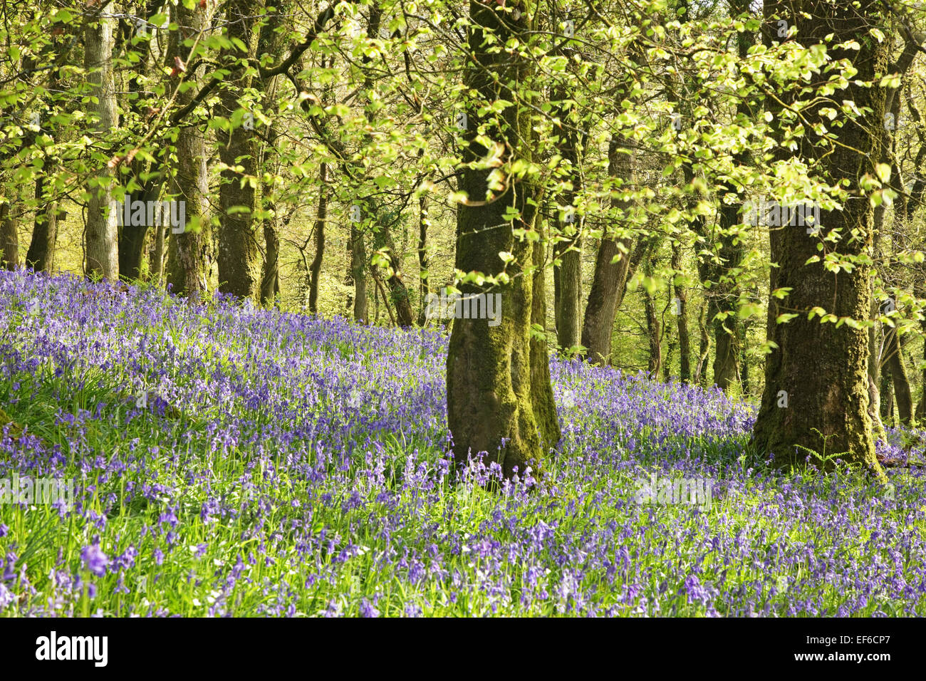 Burrator forest hi-res stock photography and images - Alamy