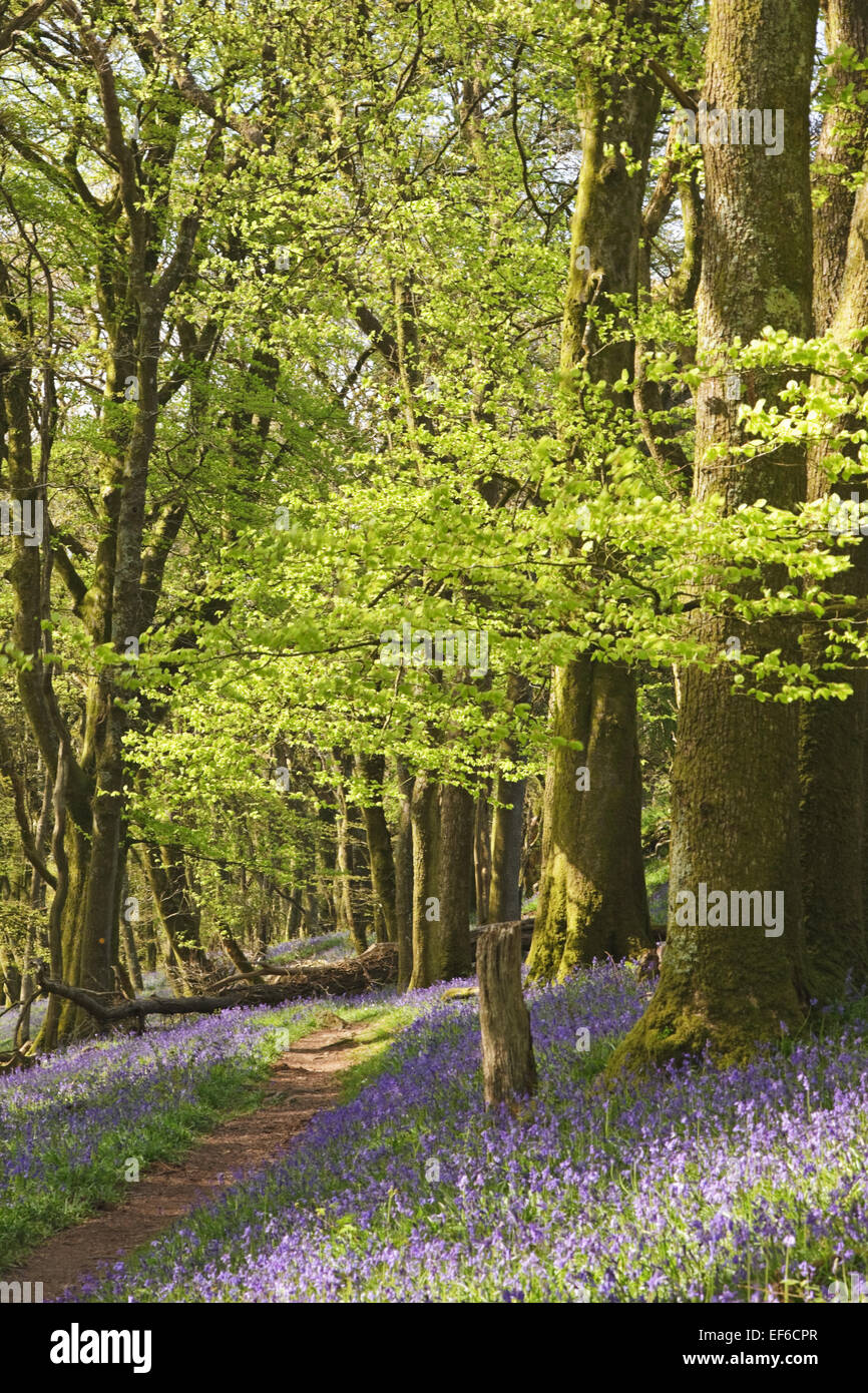 Burrator forest hi-res stock photography and images - Alamy