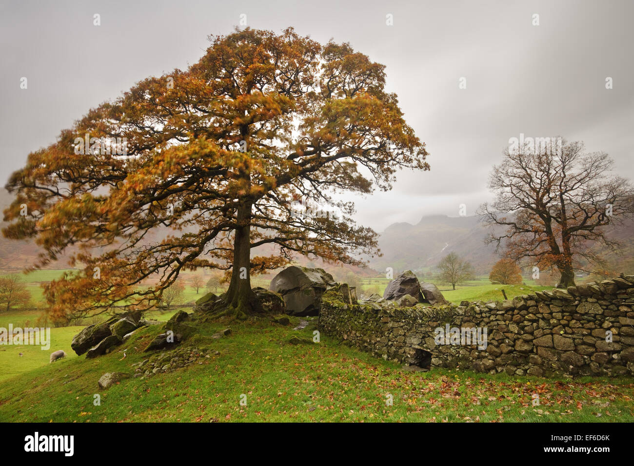 Beautiful golden leaves cling on to this lovely old oak tree as the ...