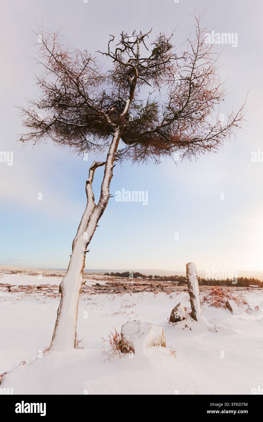 Windswept tree hi-res stock photography and images - Alamy