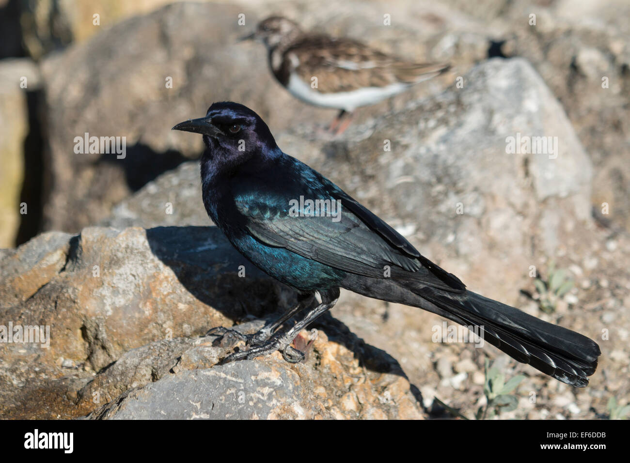 Boat-tailed grackle - Quiscalus major Stock Photo - Alamy