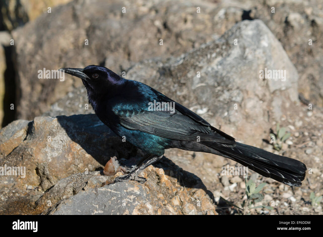 Boat-tailed grackle - Quiscalus major Stock Photo - Alamy