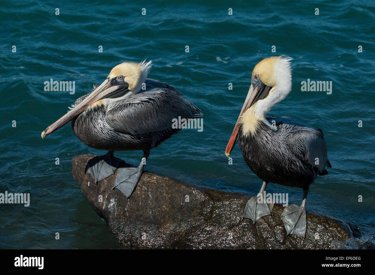 Male brown pelicans perched on a jetty rock - Pelecanus occidentalis ...