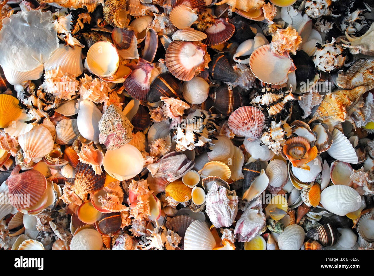 Variety of sea shells Stock Photo - Alamy
