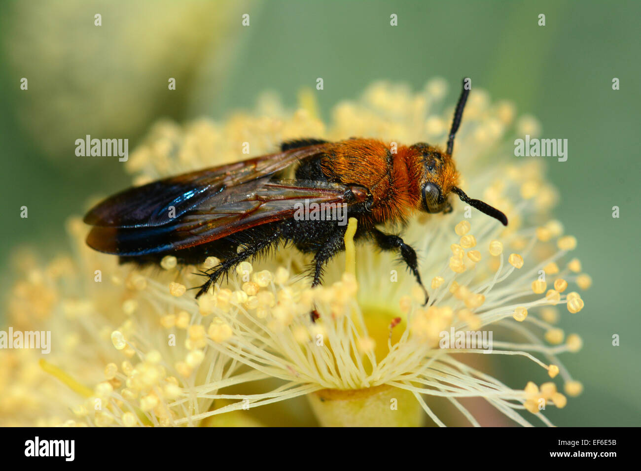 Wild bee feed on pollen Stock Photo - Alamy