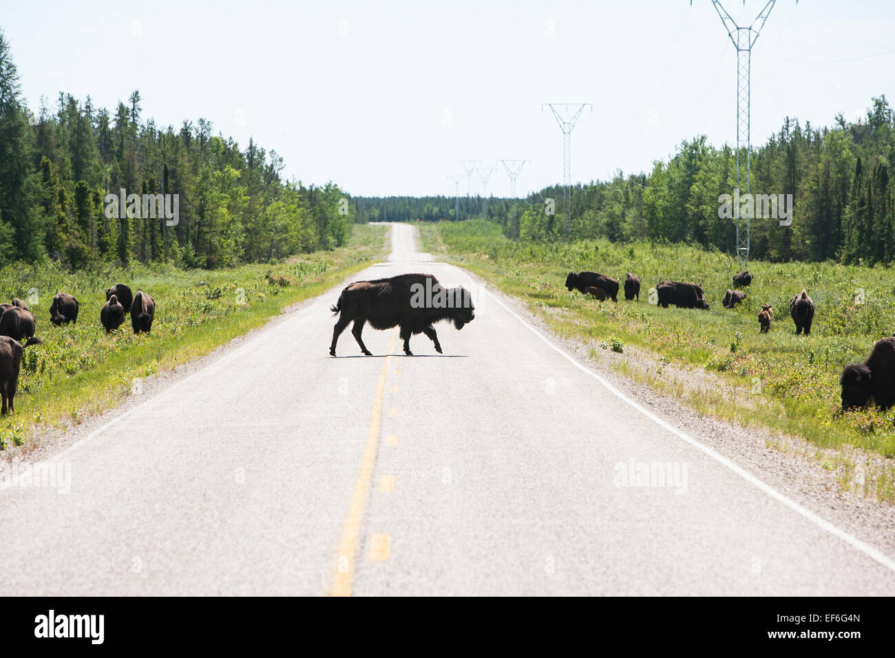 Bison profile canada hi-res stock photography and images - Alamy