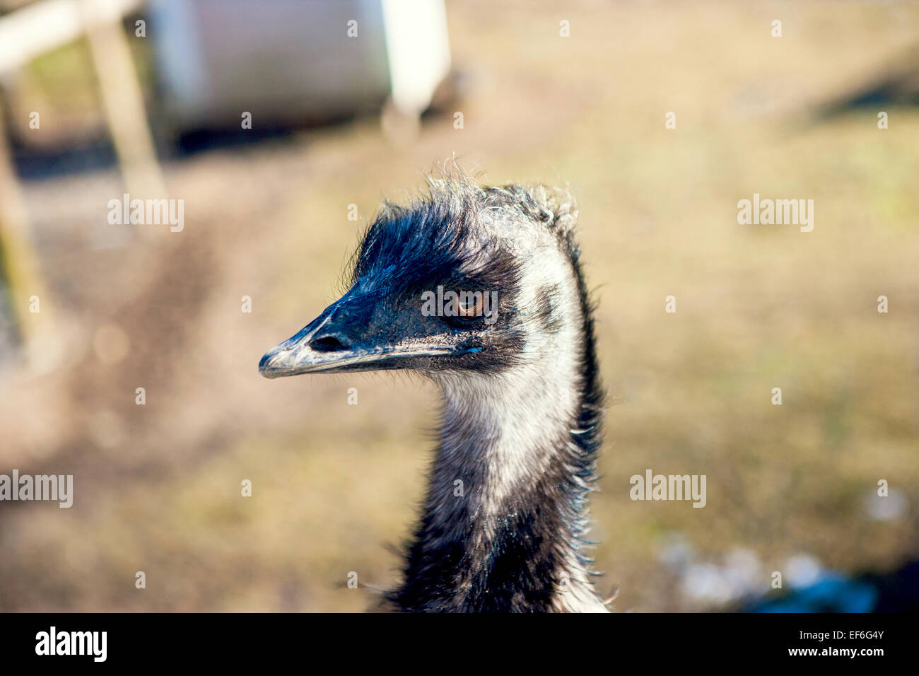 Eyes of emu hi-res stock photography and images - Alamy