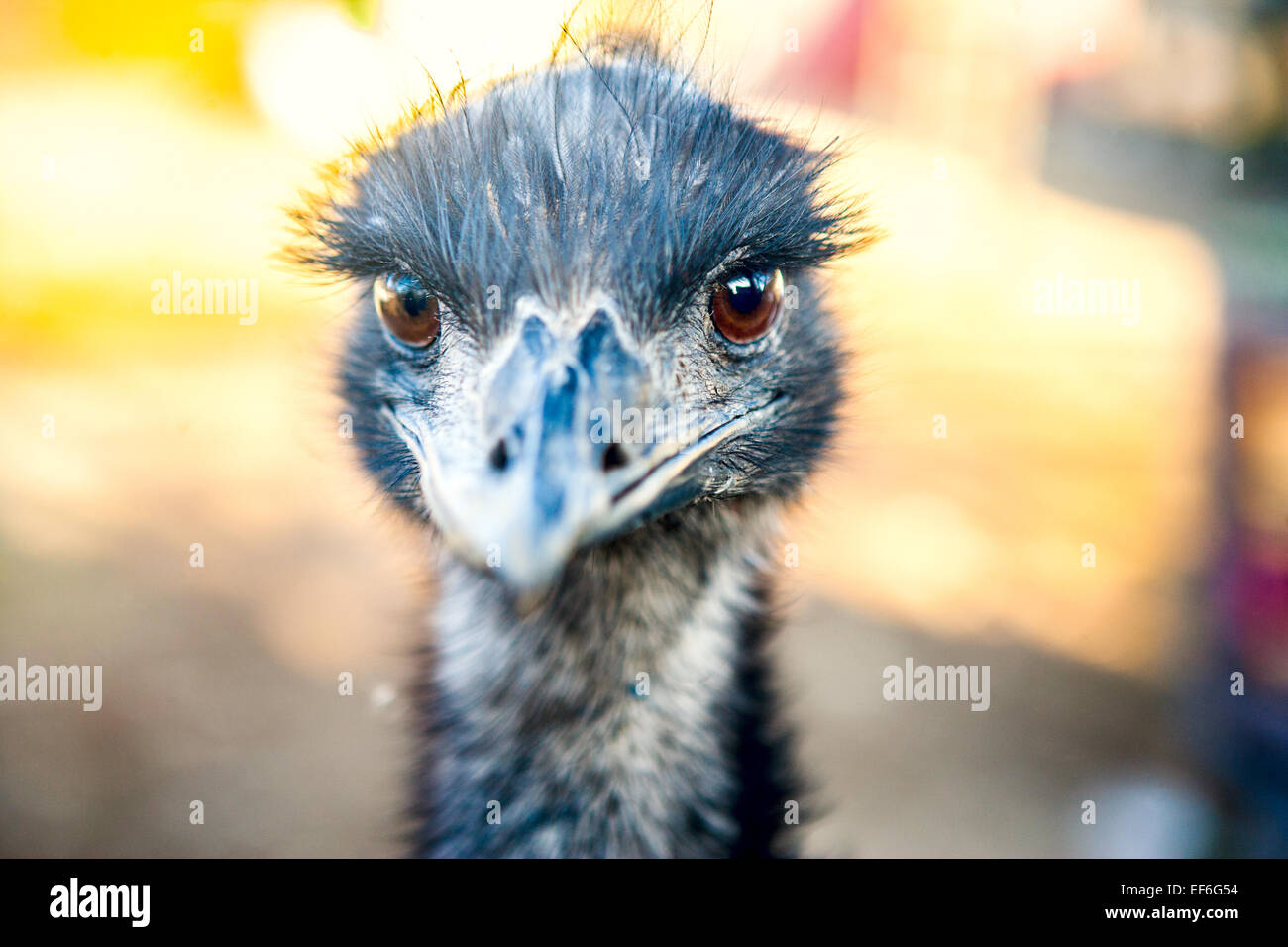 Eyes of emu hi-res stock photography and images - Alamy