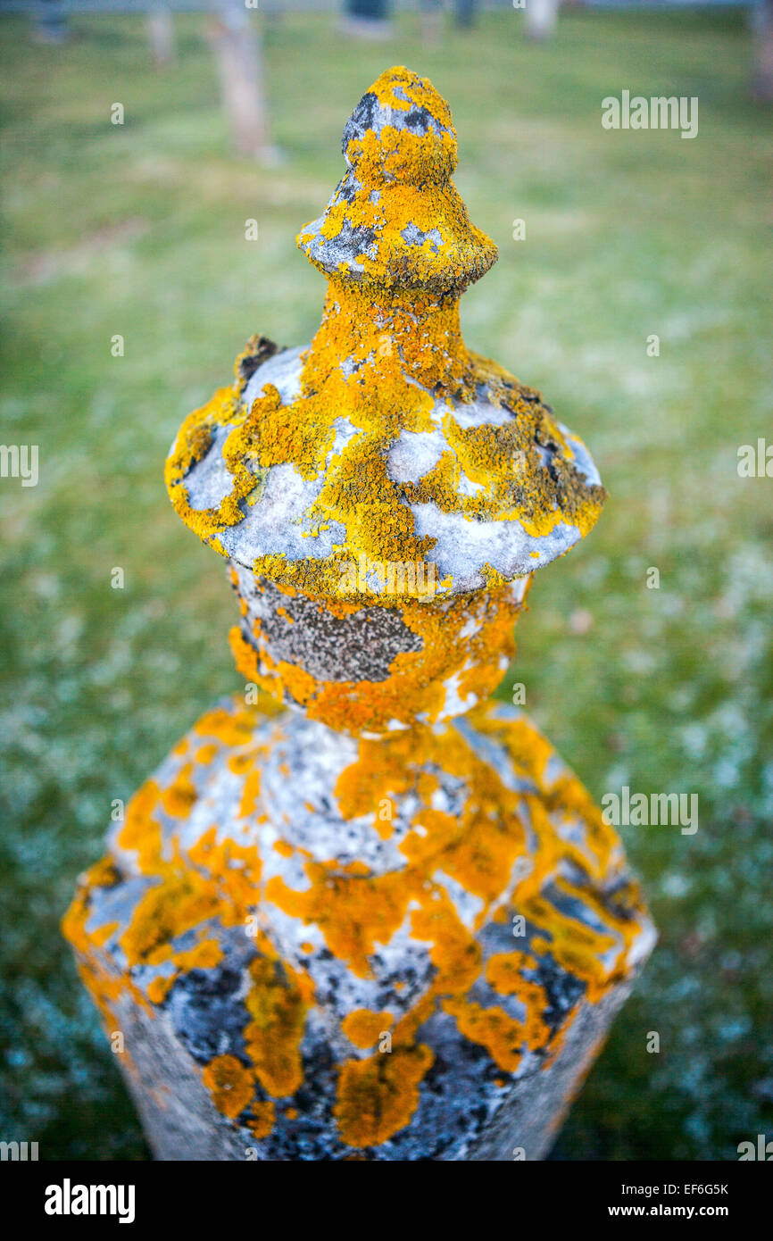 Aged moss lichen grows hi-res stock photography and images - Alamy