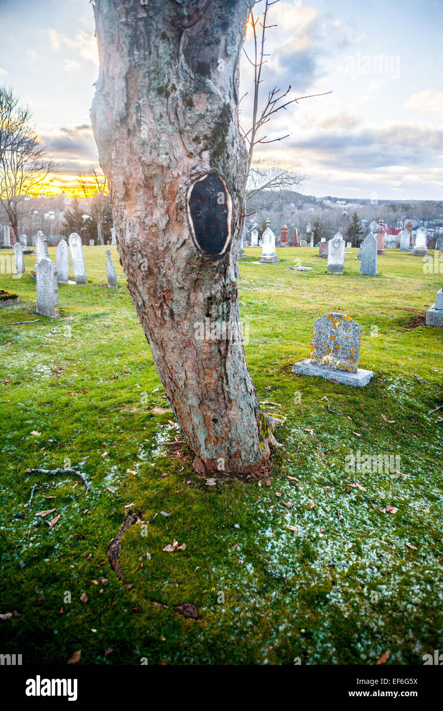 A tree grows in a cemetery Stock Photo - Alamy