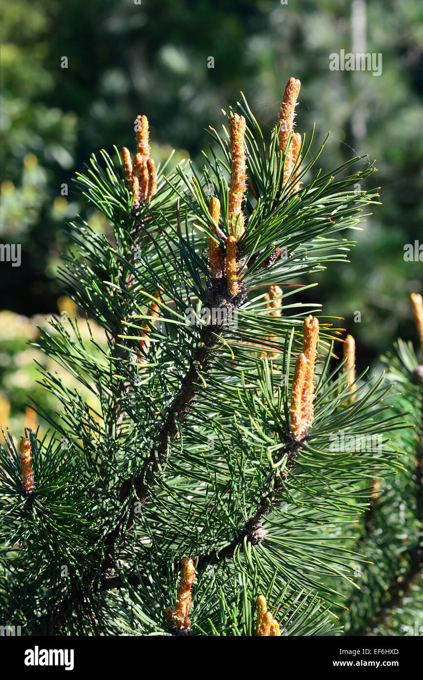Pinus Strobus Close Up High Resolution Stock Photography and Images - Alamy
