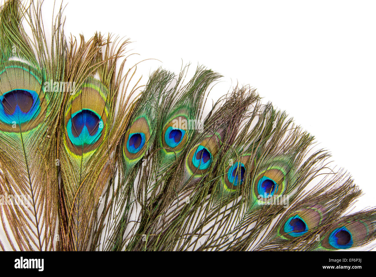 feathers in a row isolated on white background Stock Photo - Alamy