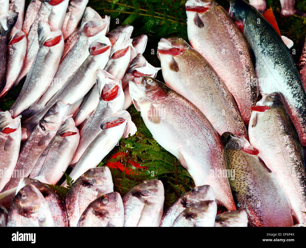 Fresh sea fish Stock Photo - Alamy