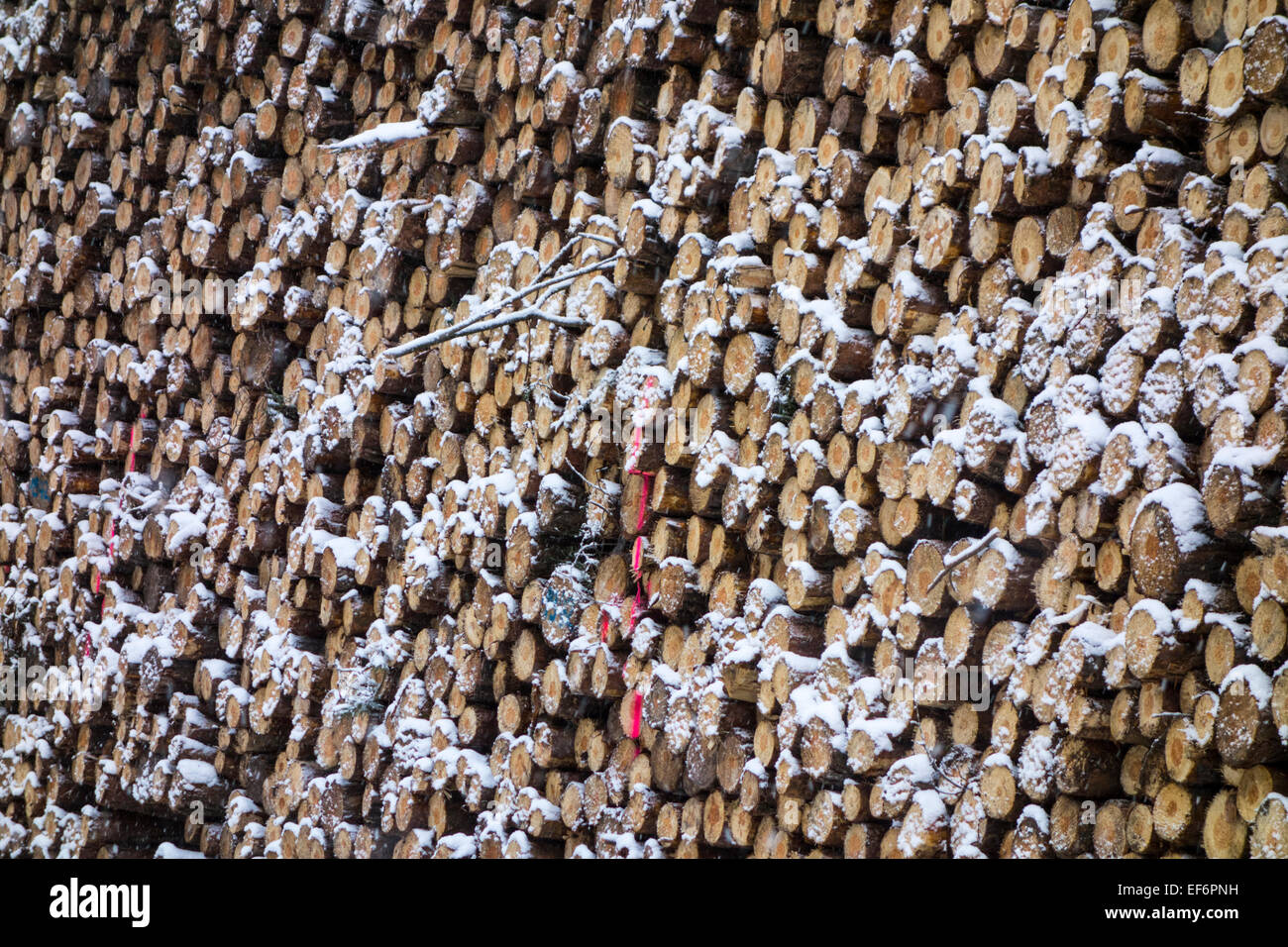 Cut wood in a German forest Stock Photo - Alamy