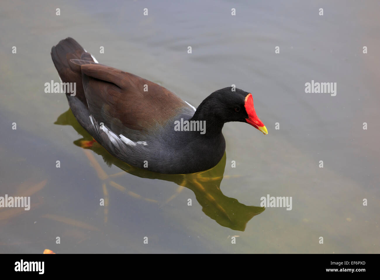 Common gallinule, Gallinula galeata Stock Photo - Alamy