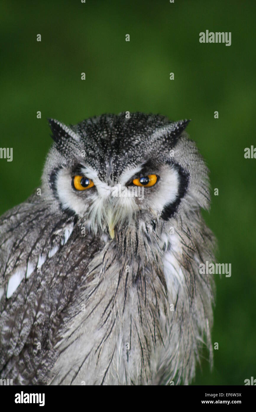 White Faced Scops Owl Stock Photo - Alamy