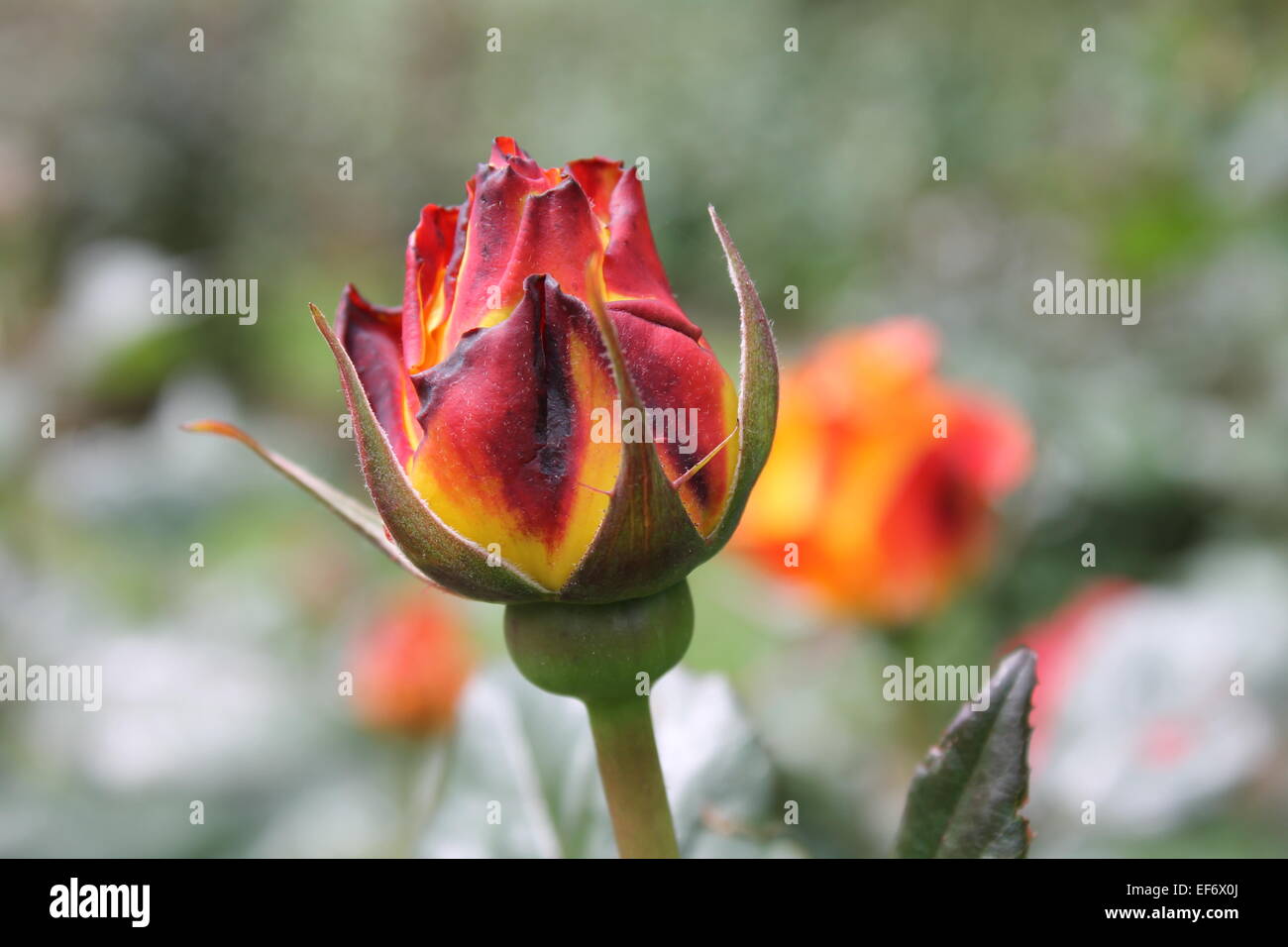 burnt orange rosebud in a garden ready to bloom for summer Stock Photo ...