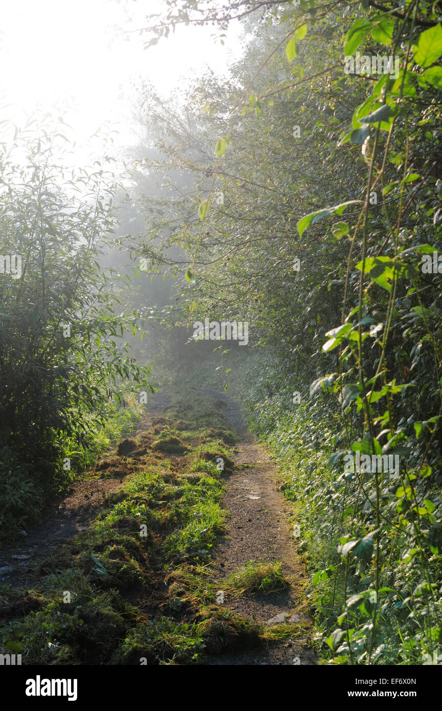 road into the mist Stock Photo - Alamy