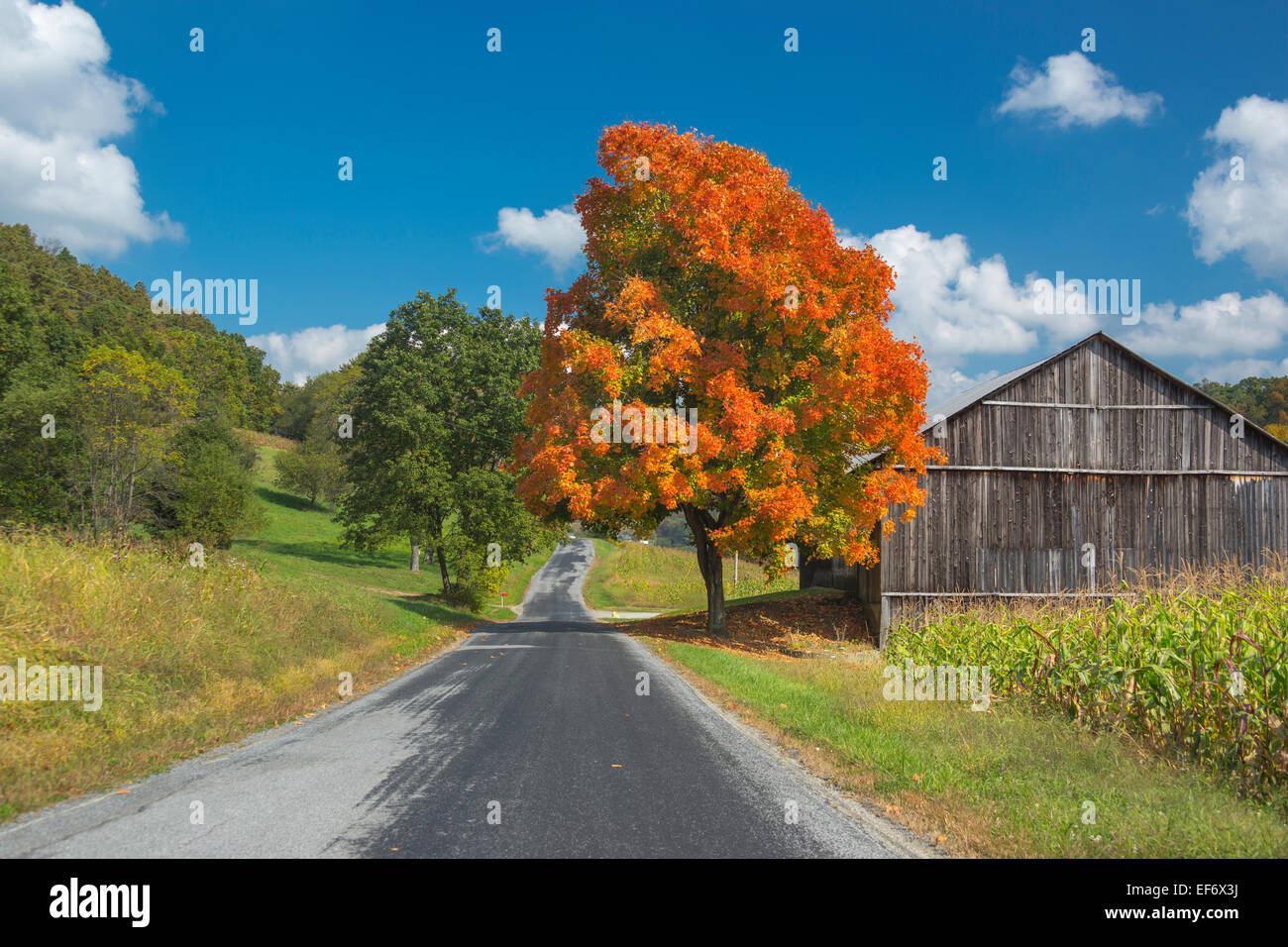 Indiana tree hi-res stock photography and images - Alamy