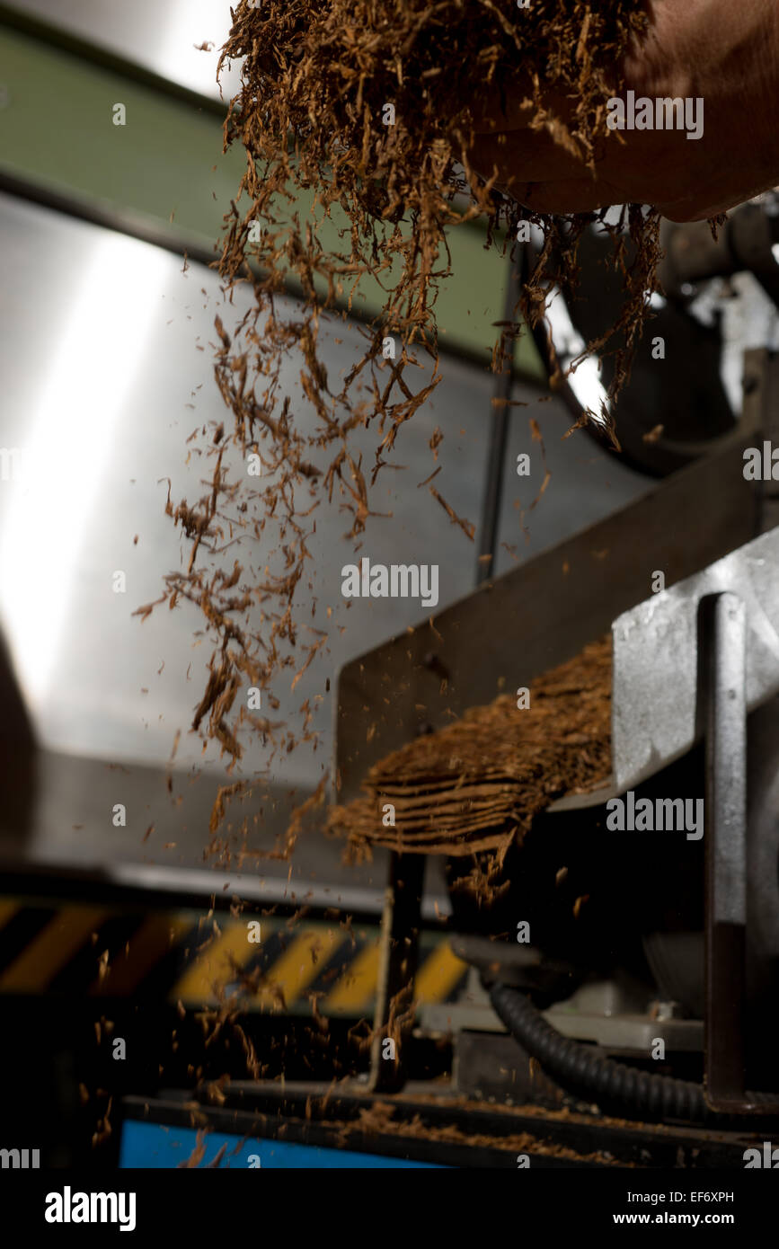 Fine cut tobacco quality inspection in a cigarette factory Stock Photo ...