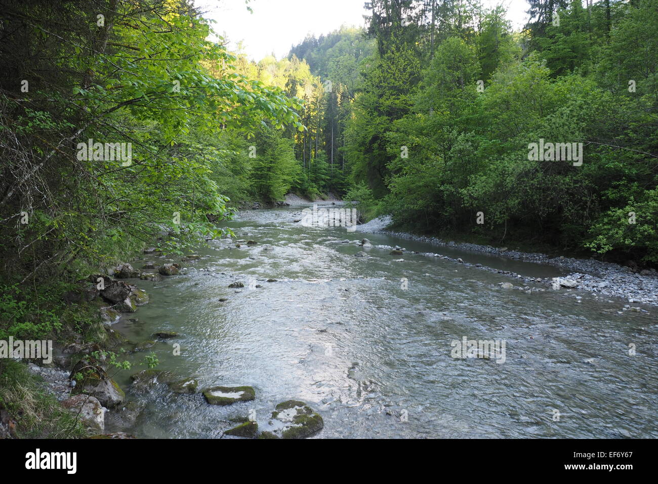 A tributary river of the Rhine flowing through the Austrian ALps Stock ...