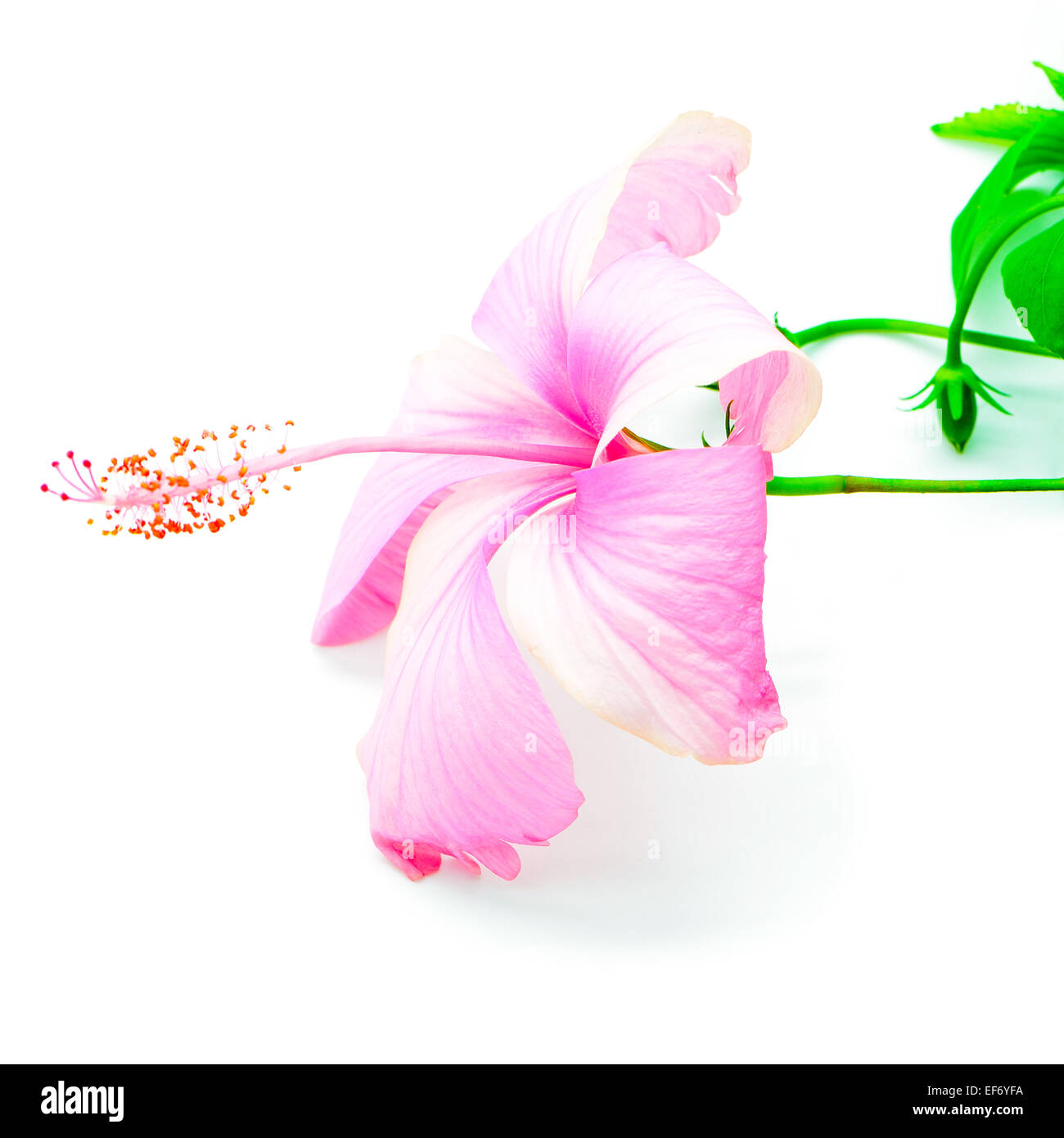 Colorful pink Hibiscus flower isolated on a white background Stock ...