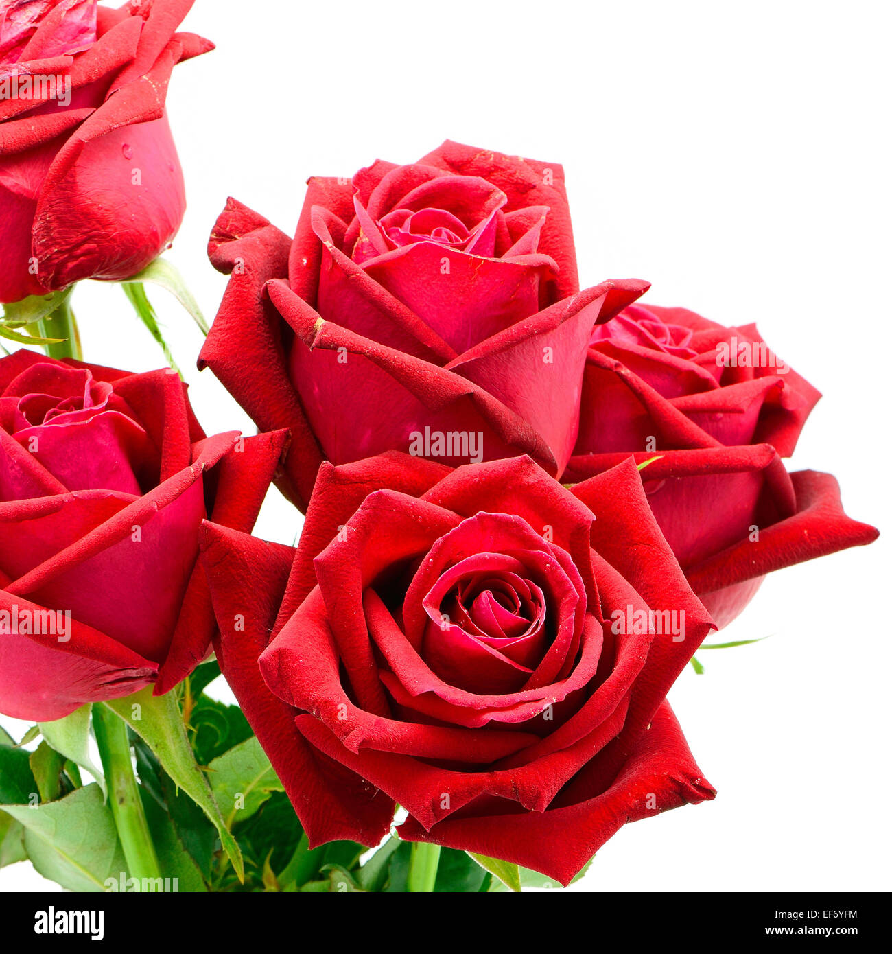 Red rose, isolated on a white background Stock Photo - Alamy