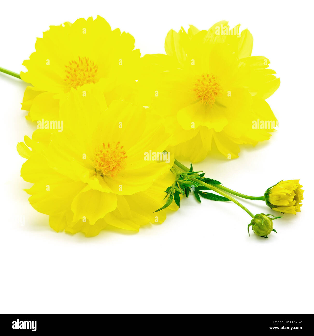 Closeup of yellow Cosmos flower, isolated on a white background Stock ...
