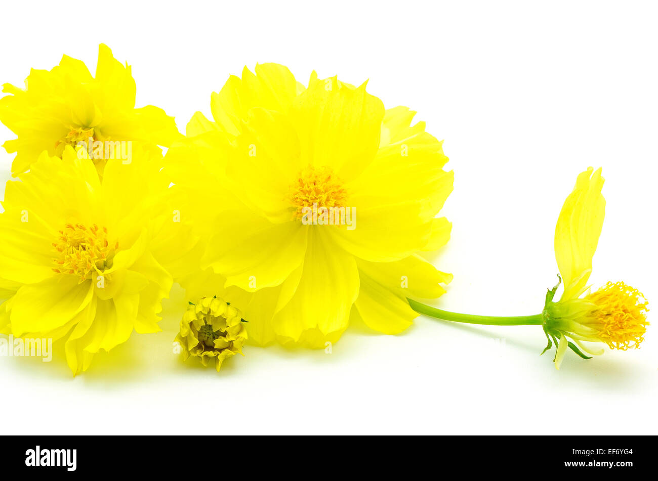 Closeup of yellow Cosmos flower, isolated on a white background Stock ...