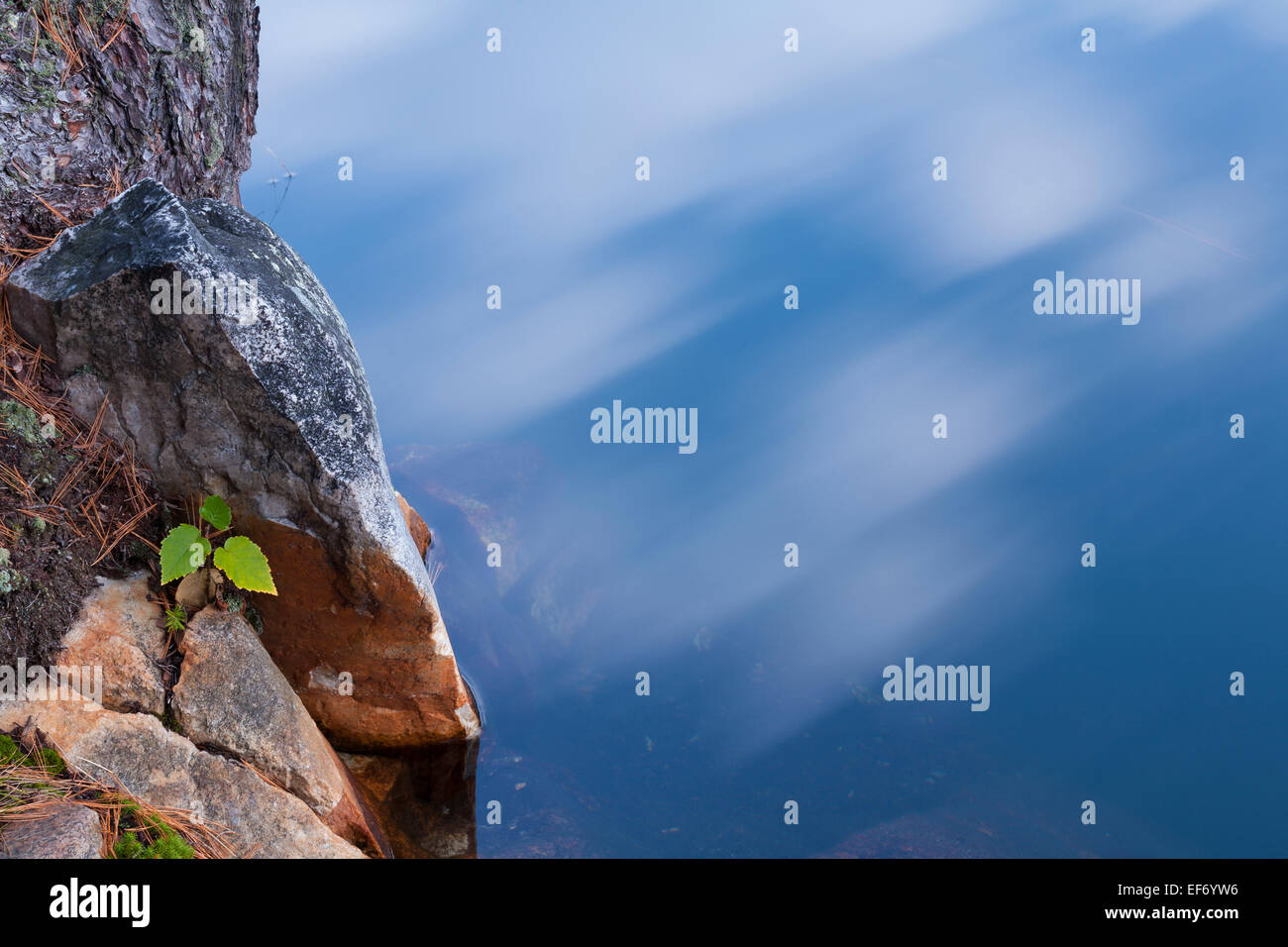 An abstract photo of a small tree sapling growing from in between the ...