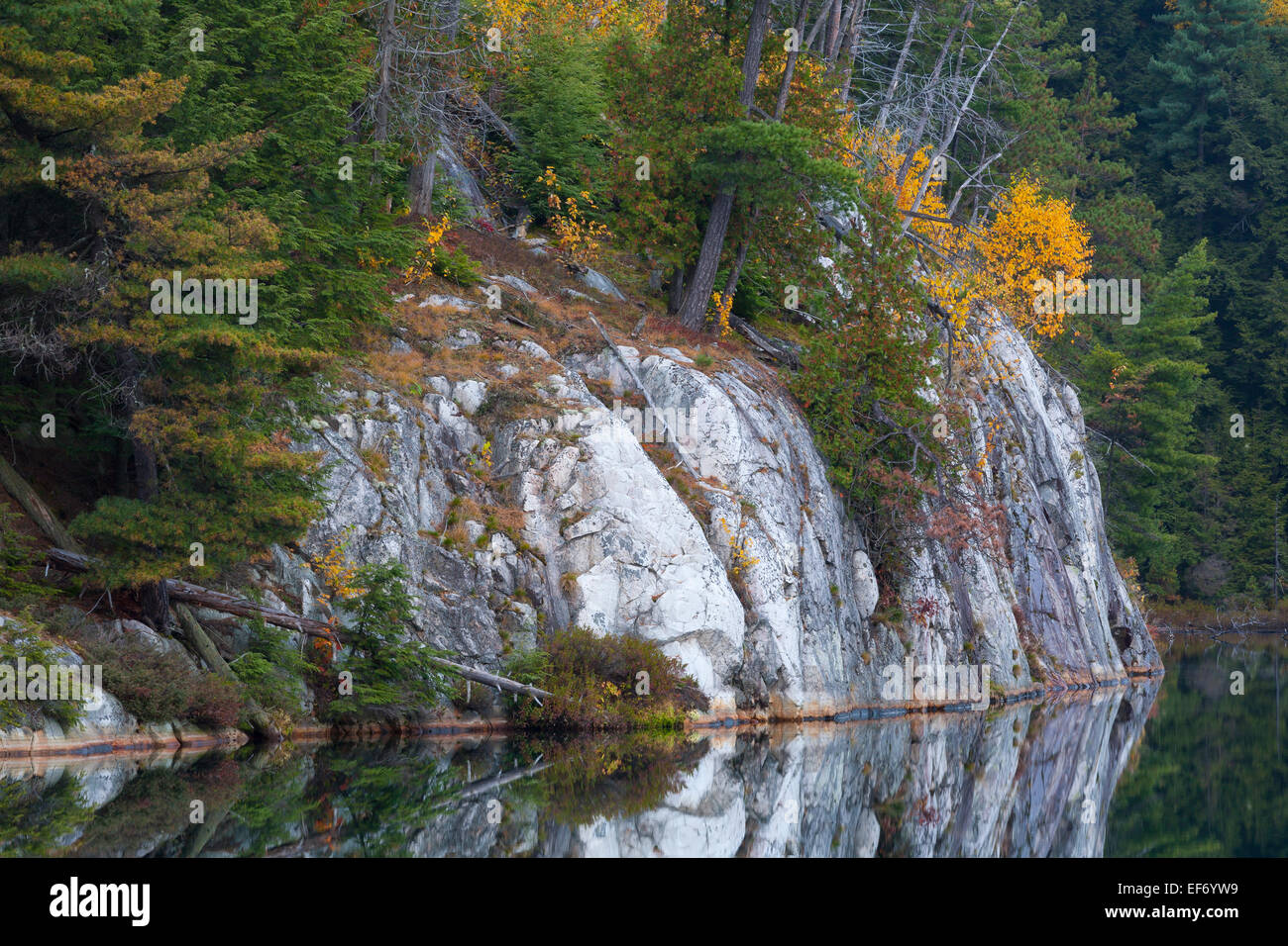 A small white quartzite cliff with trees growing from the thin soil at ...