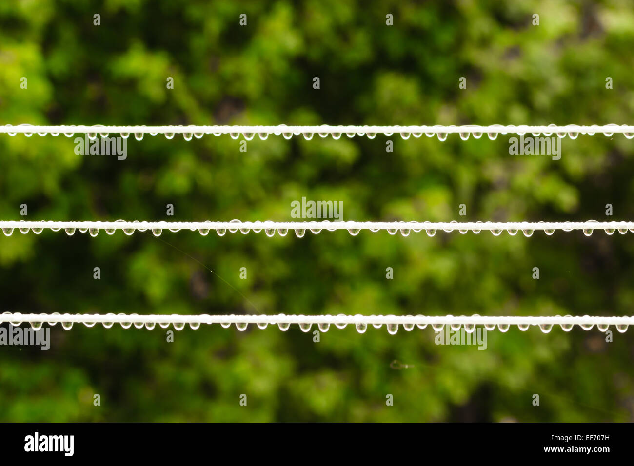 Strip rope for washing laundry with water drops after rain outdoor ...