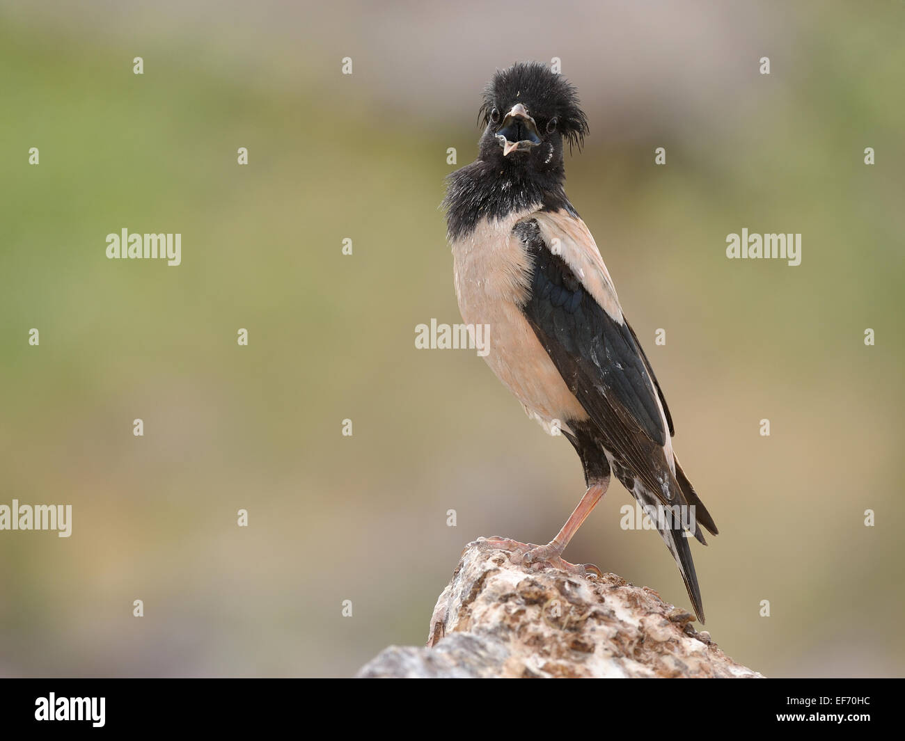 Rosy Starling Sturnus Roseus High Resolution Stock Photography and Images - Alamy
