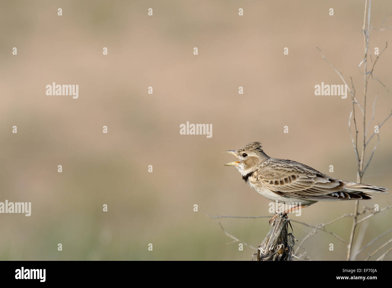 European lark hi-res stock photography and images - Alamy