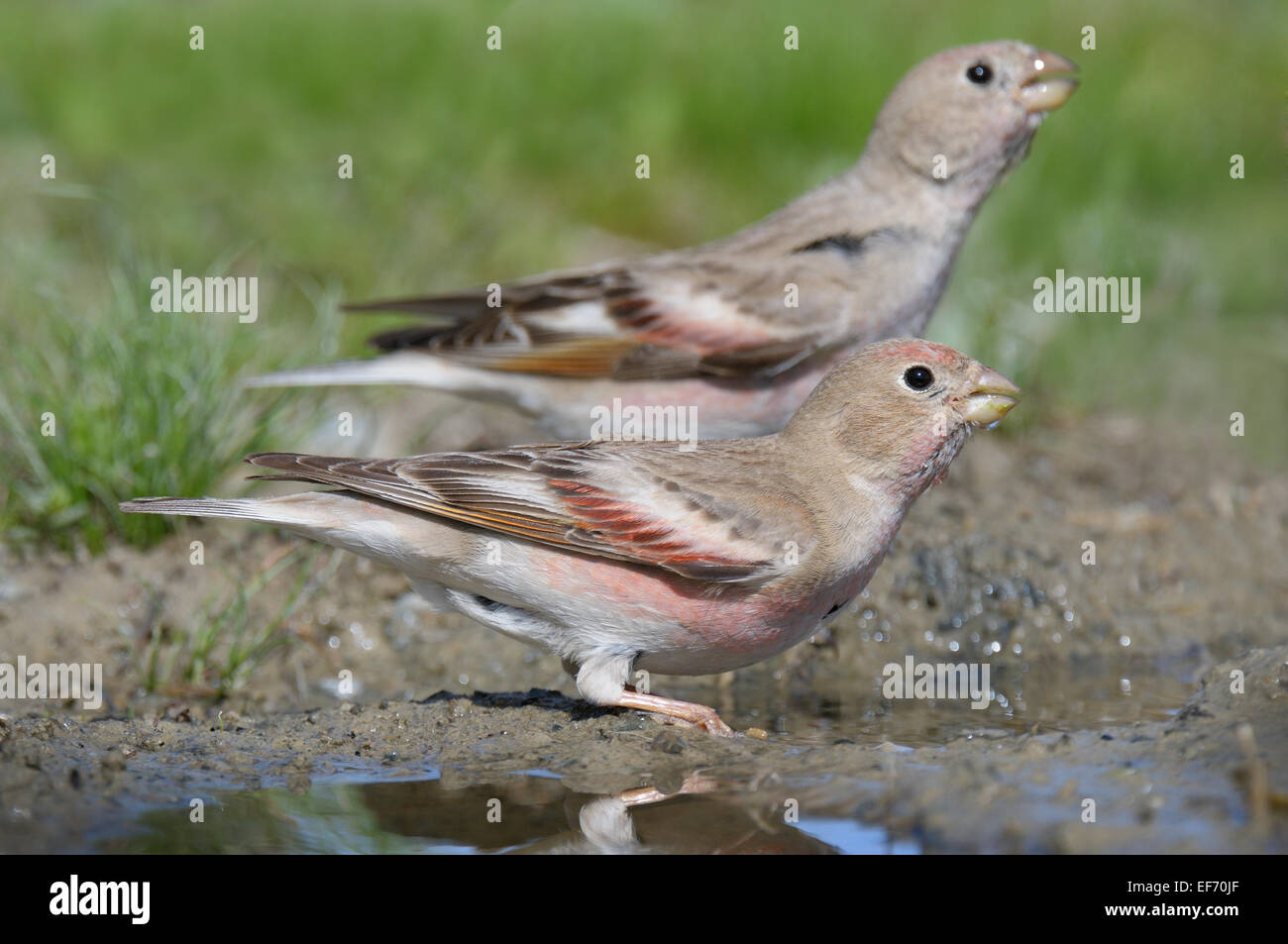 Mongolian finch hi-res stock photography and images - Alamy