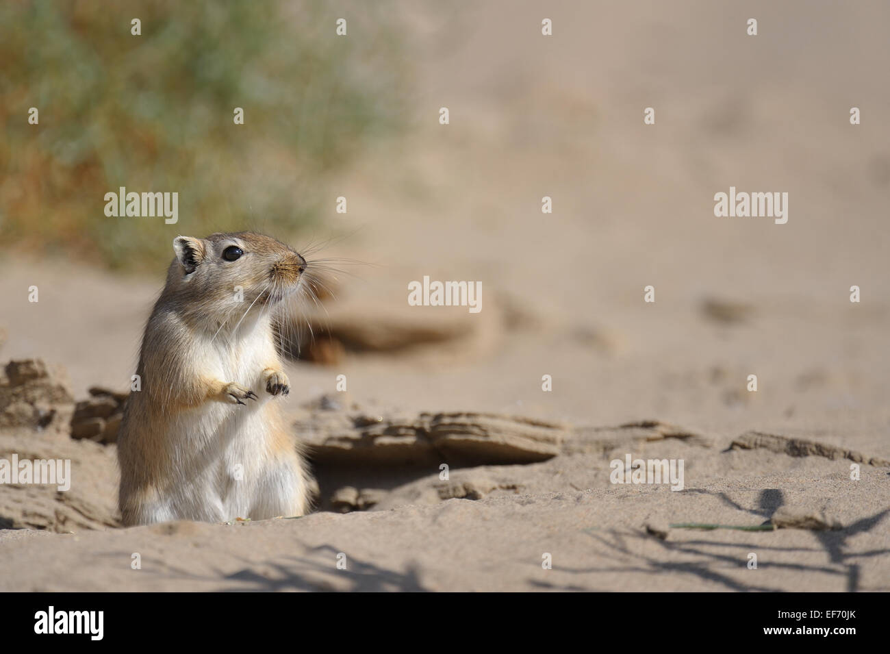 Great Gerbil, Rhombomys opimus in sand desert Stock Photo - Alamy