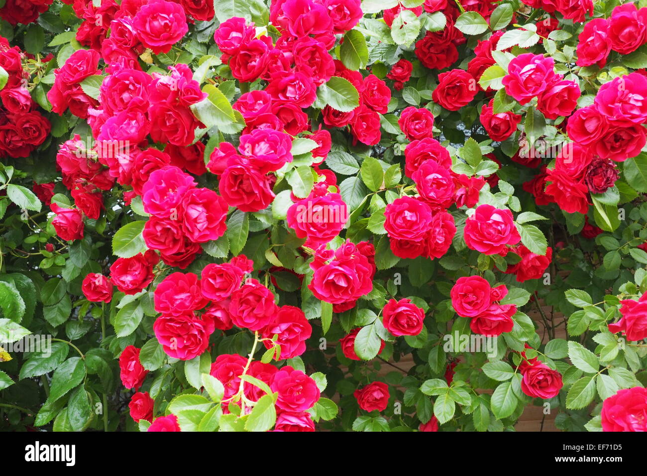 Red flower flowers hi-res stock photography and images - Alamy