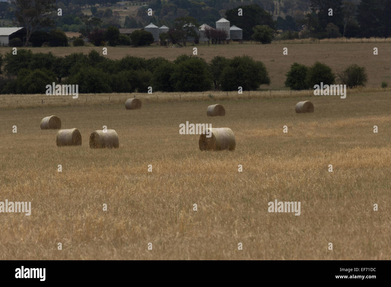 A photograph of some hay bales in a cleared paddock near Bathurst in ...
