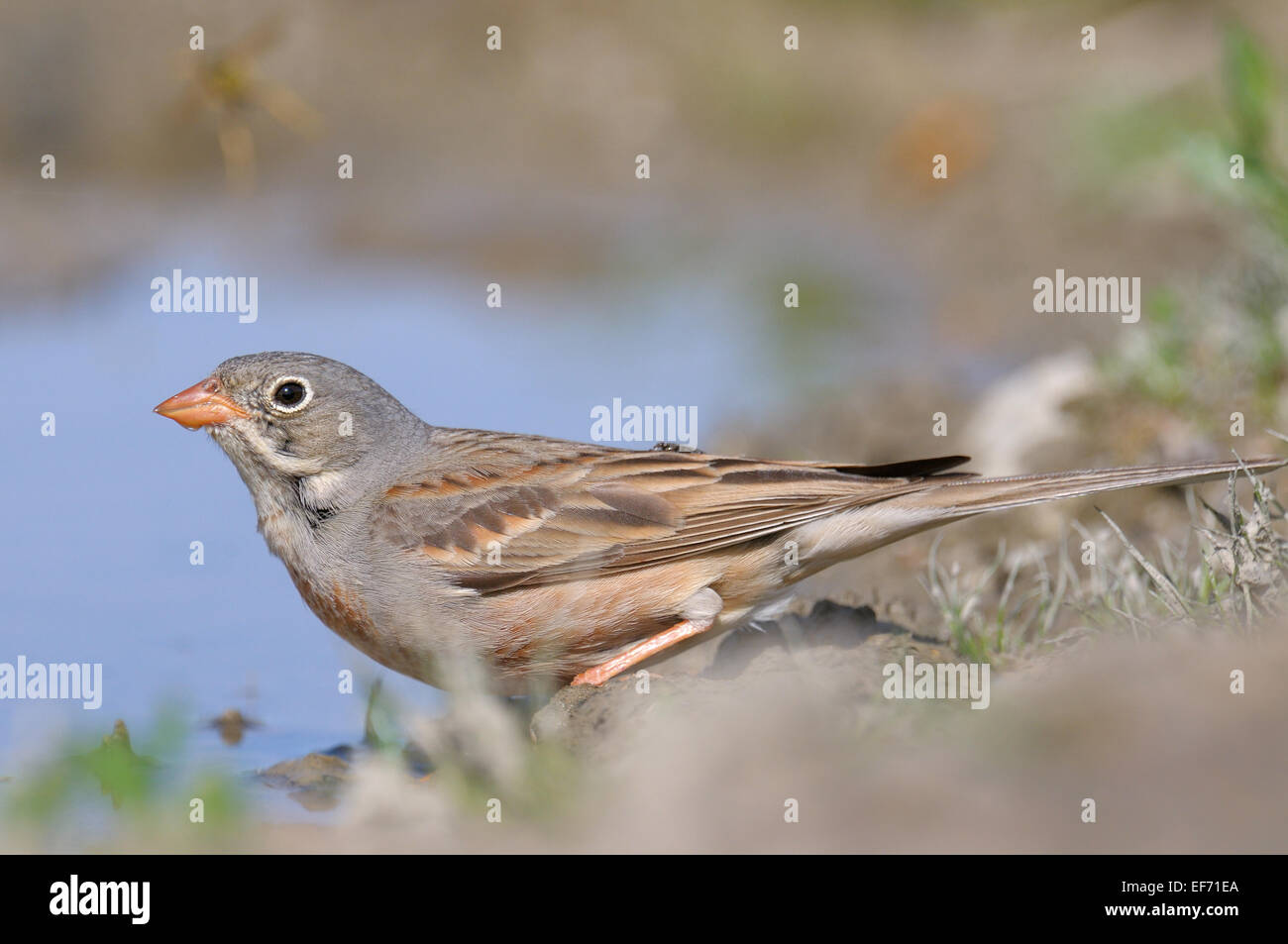 Grey bunting hi-res stock photography and images - Alamy